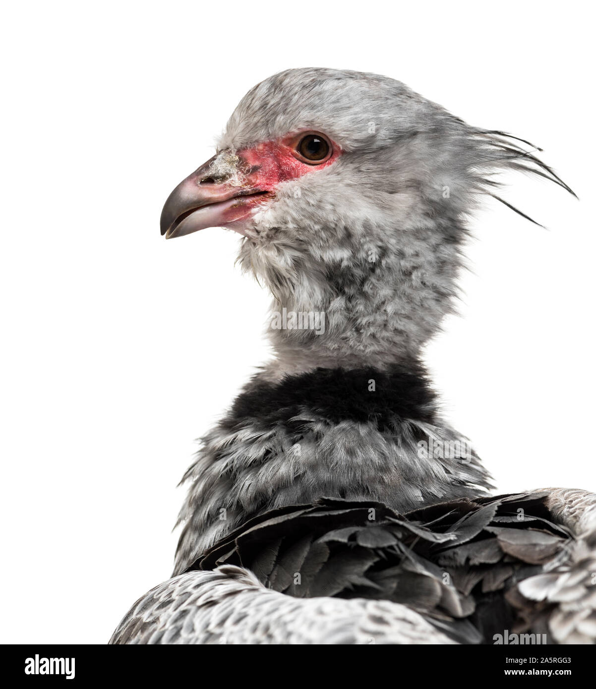 Southern Screamer, Chauna torquata, also known as the crested screamer ...