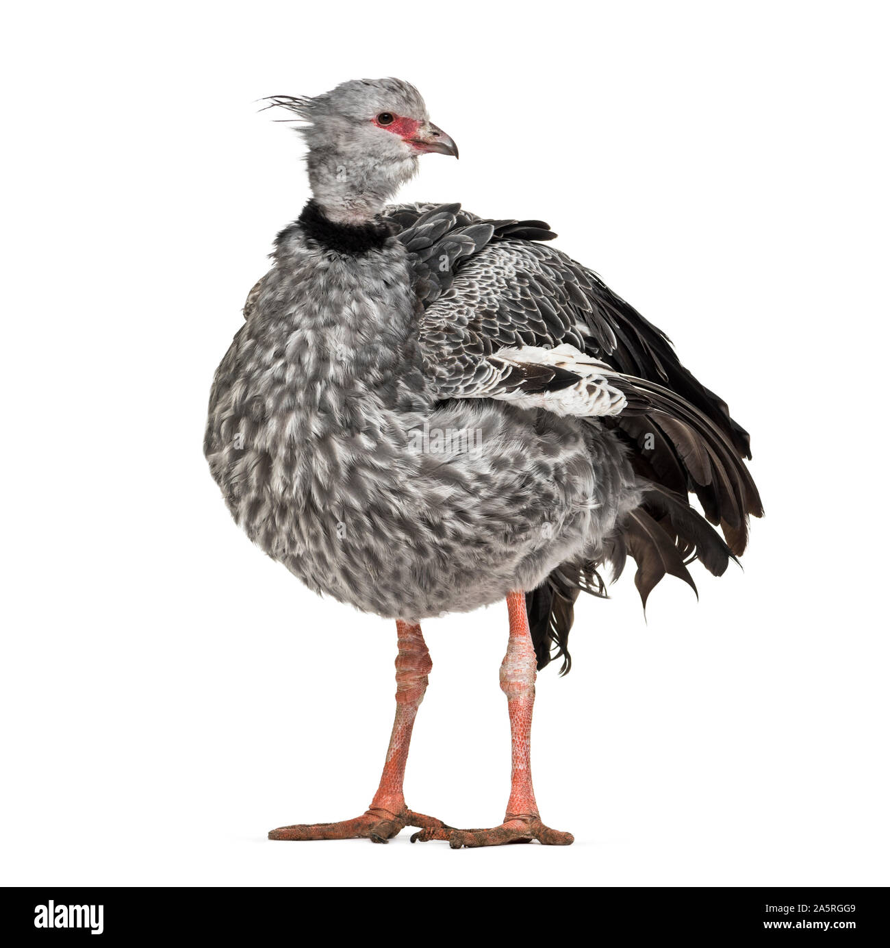 Crested screamer hi-res stock photography and images - Alamy
