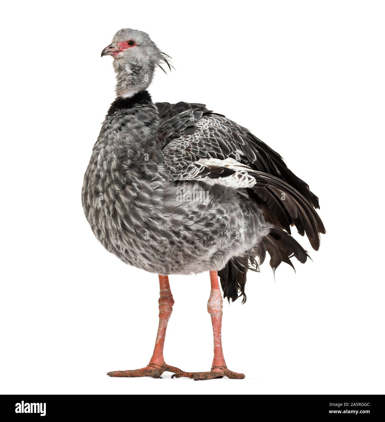 Southern Screamer, Chauna torquata, also known as the crested screamer ...