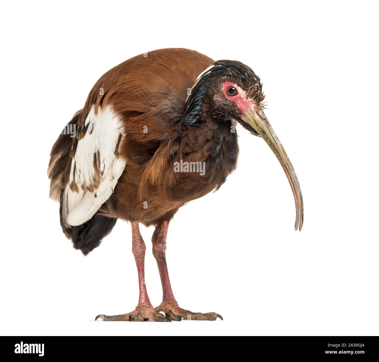 Crested ibis Cut Out Stock Images & Pictures - Alamy