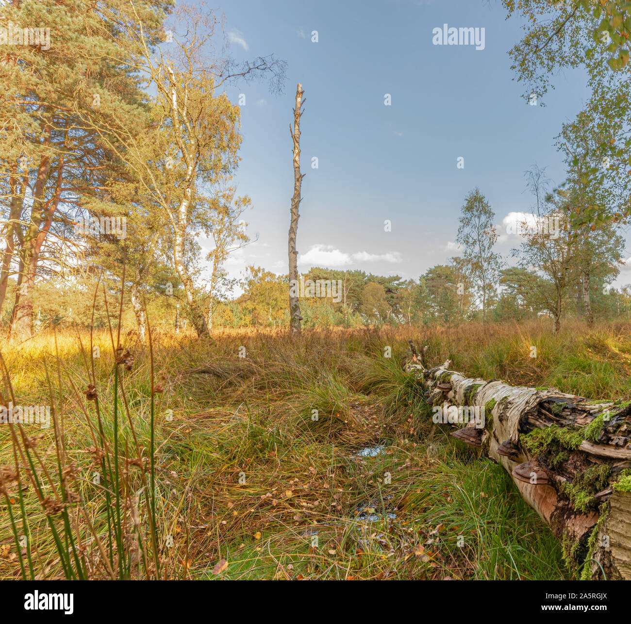 Strensall common hi-res stock photography and images - Alamy