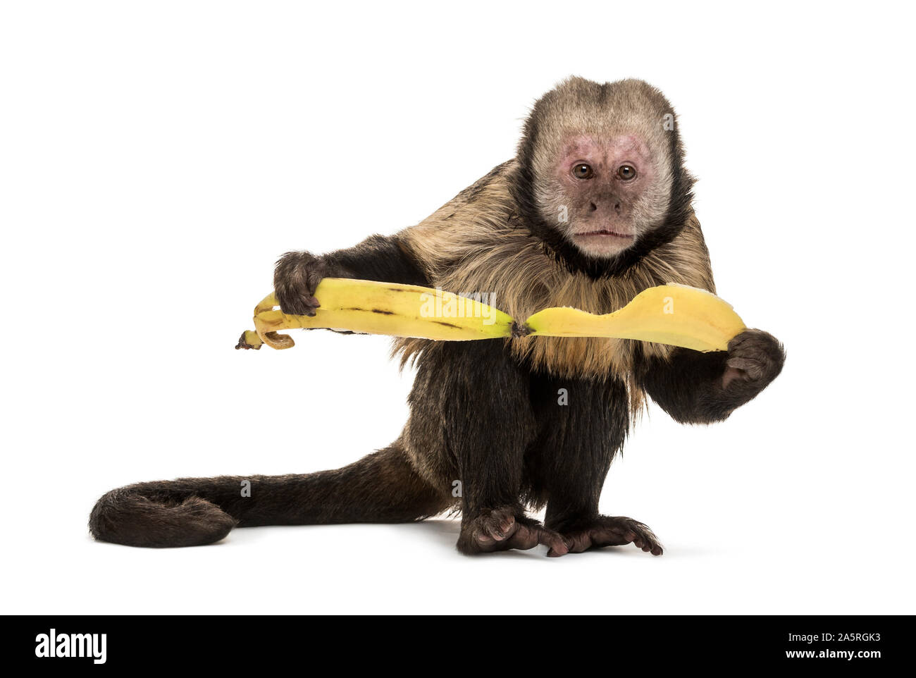 Golden-Bellied Capuchin, Sapajus xanthosternos, also known as the ...