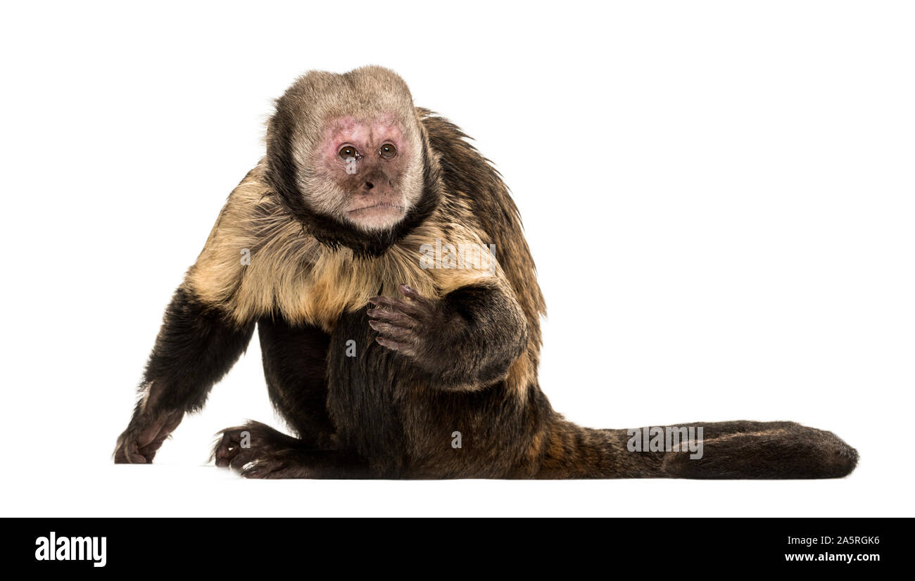 Golden-Bellied Capuchin, Sapajus xanthosternos, also known as the ...
