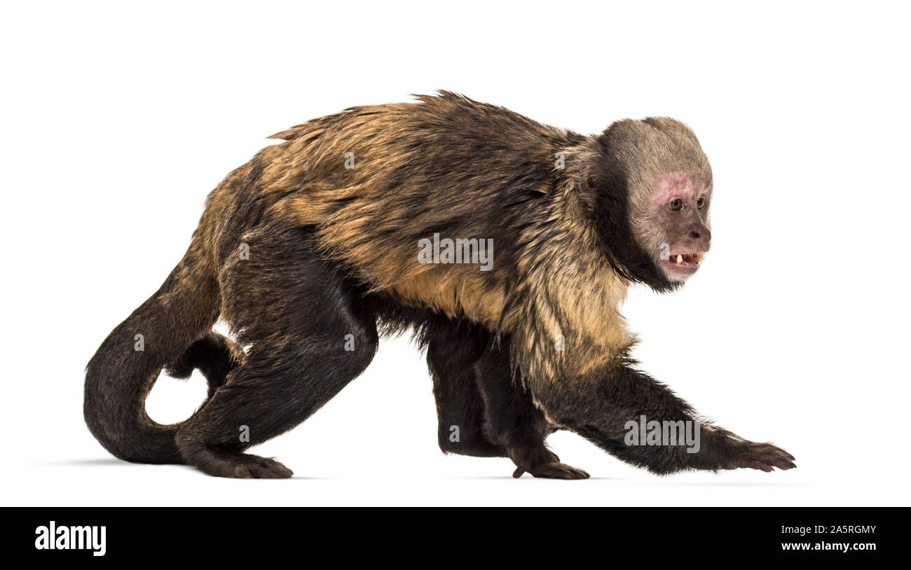 Golden-Bellied Capuchin, Sapajus xanthosternos, also known as the ...