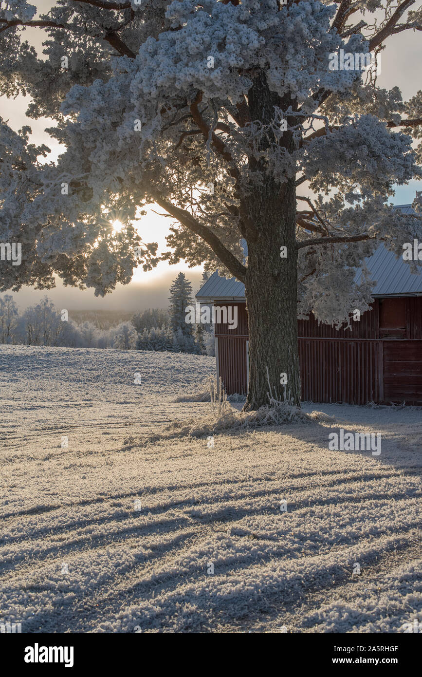 Snowy landscape on the countryside in Sweden Stock Photo - Alamy