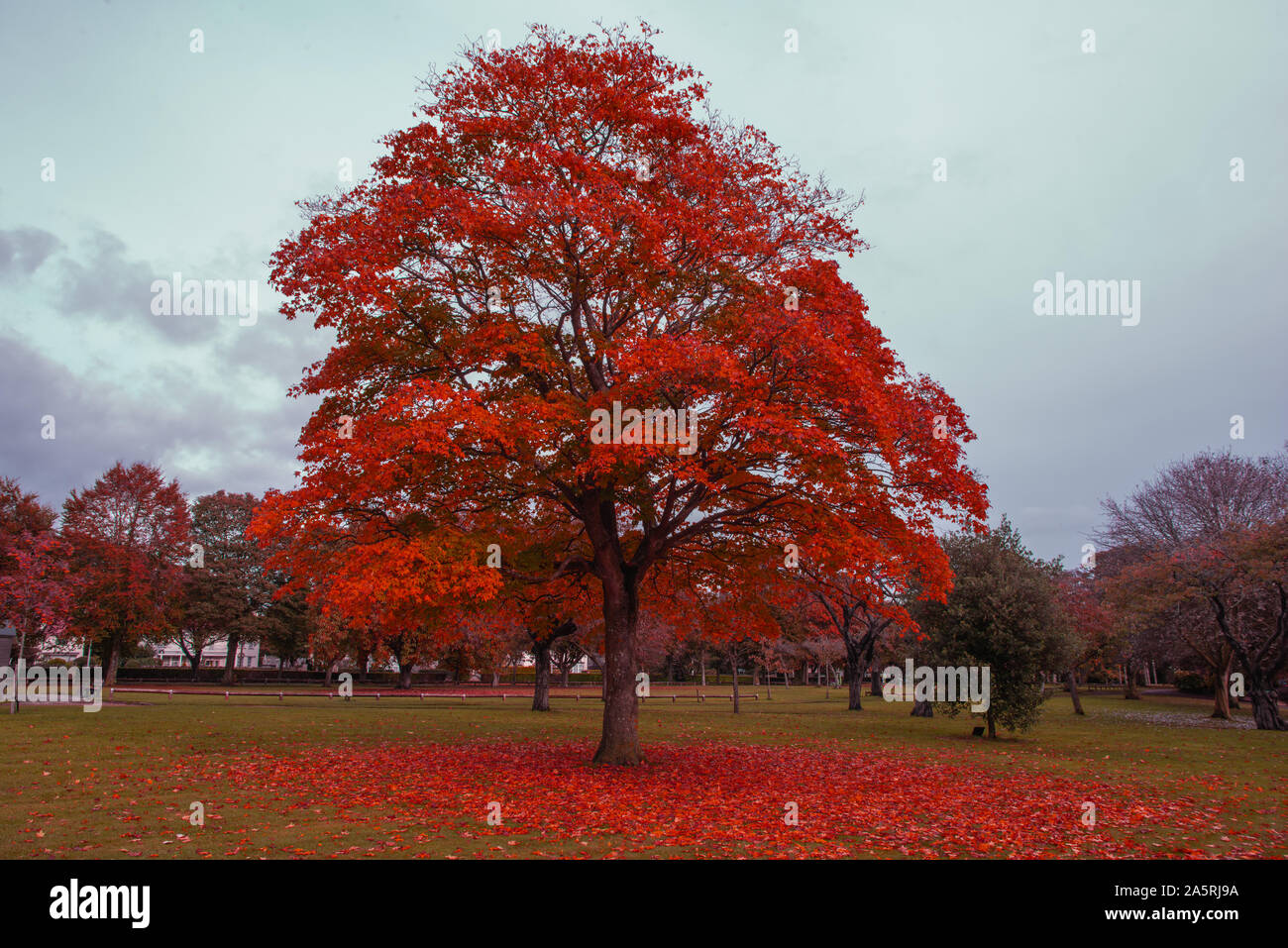 Oak woods scotland hi-res stock photography and images - Alamy