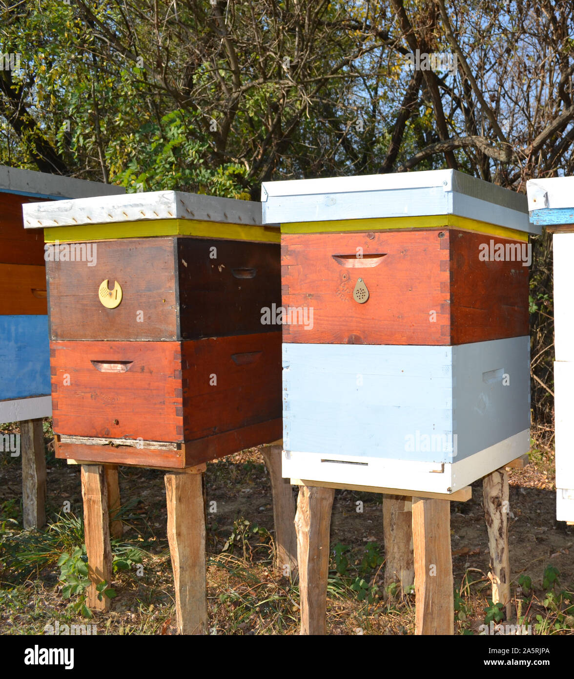 Vintage and colorful wooden beehives used by farmers Stock Photo - Alamy