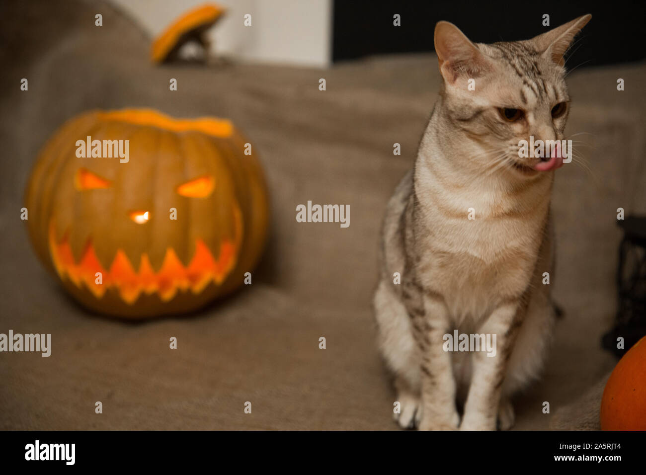 Cute tabby cat pumpkin hi-res stock photography and images - Alamy