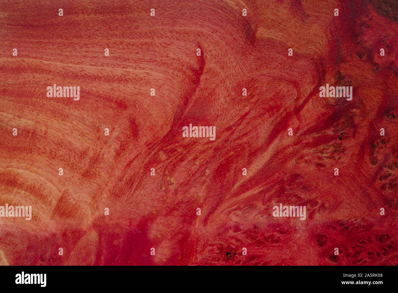 Close up nature Jamba pink burl wood striped, Exotic wooden beautiful ...