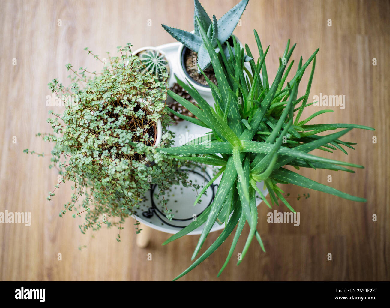 Fennel plant pot hi-res stock photography and images - Alamy