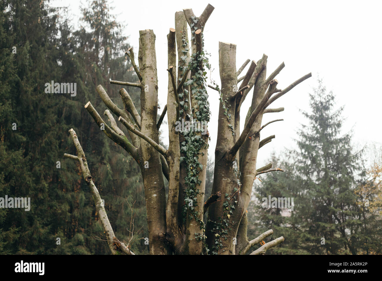 Bare tree branches cut out Stock Photo - Alamy