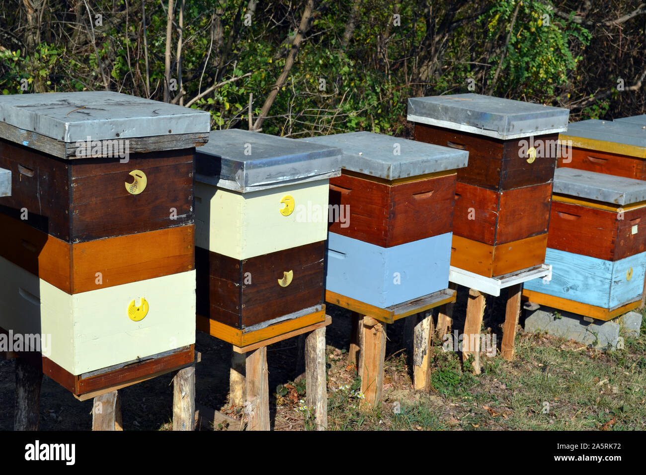 Vintage and colorful wooden beehives used by farmers Stock Photo - Alamy
