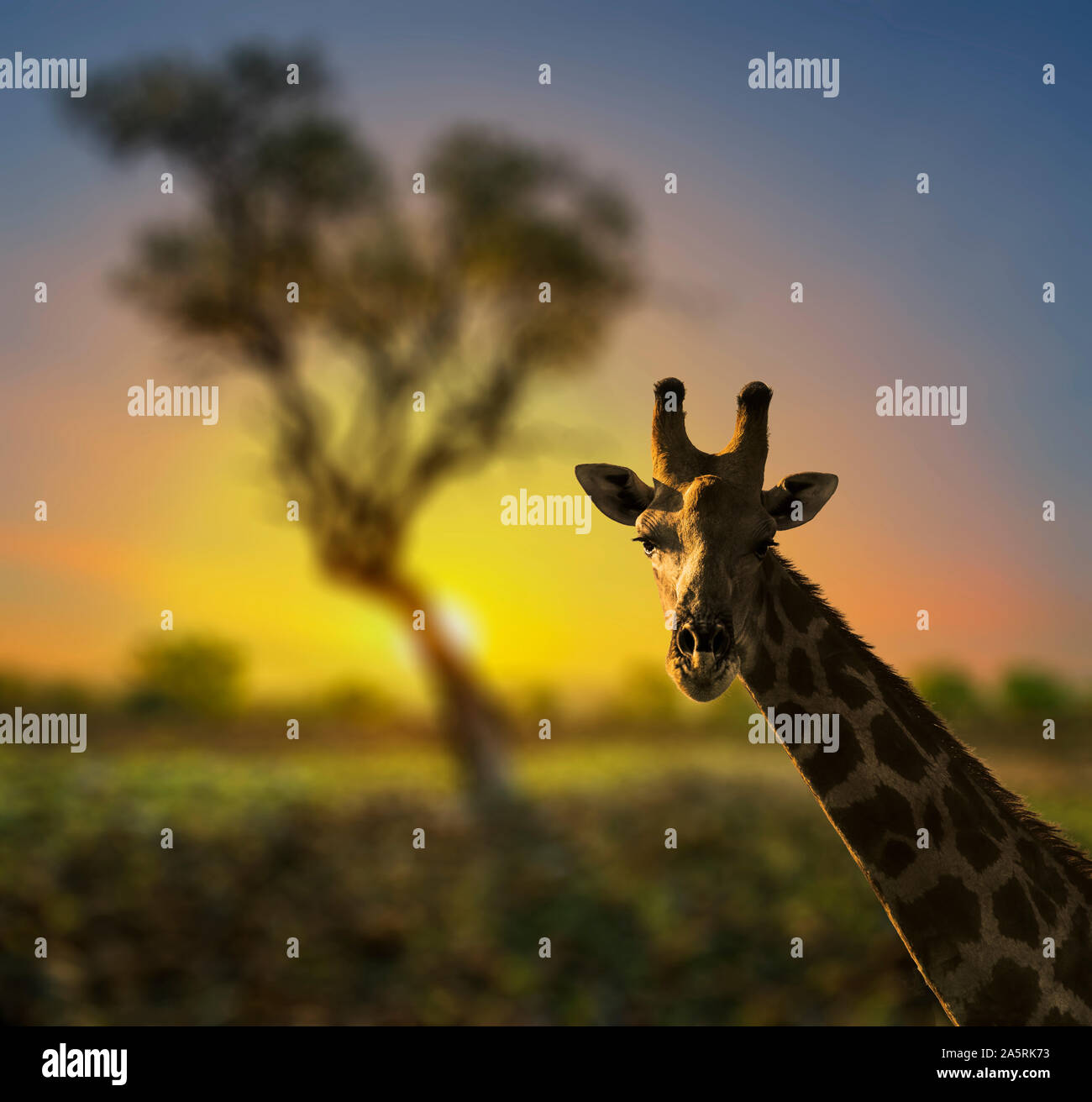 Giraffe acacia trees hi-res stock photography and images - Alamy