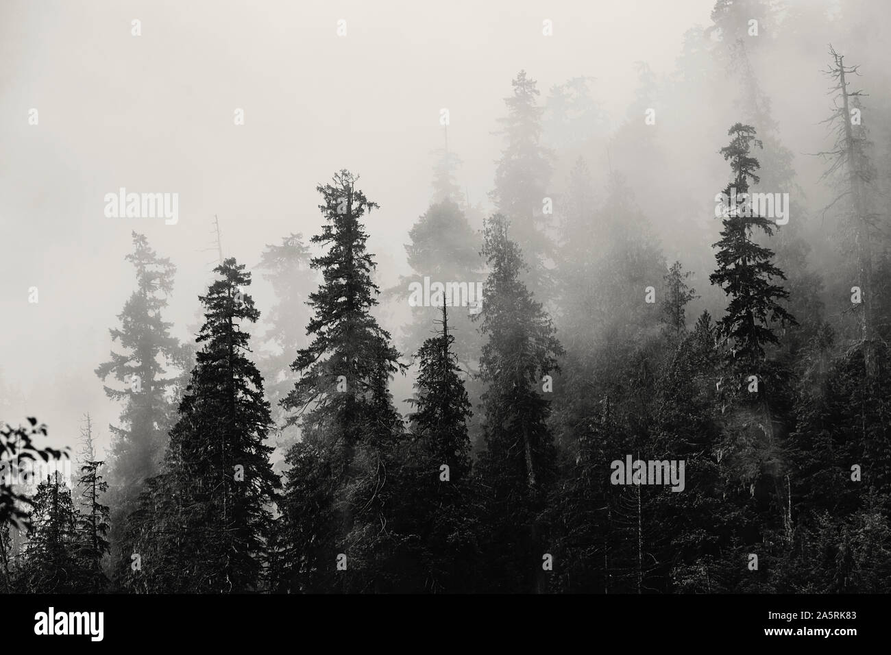 A black and white image of trees in fog, cascades, washington Stock ...