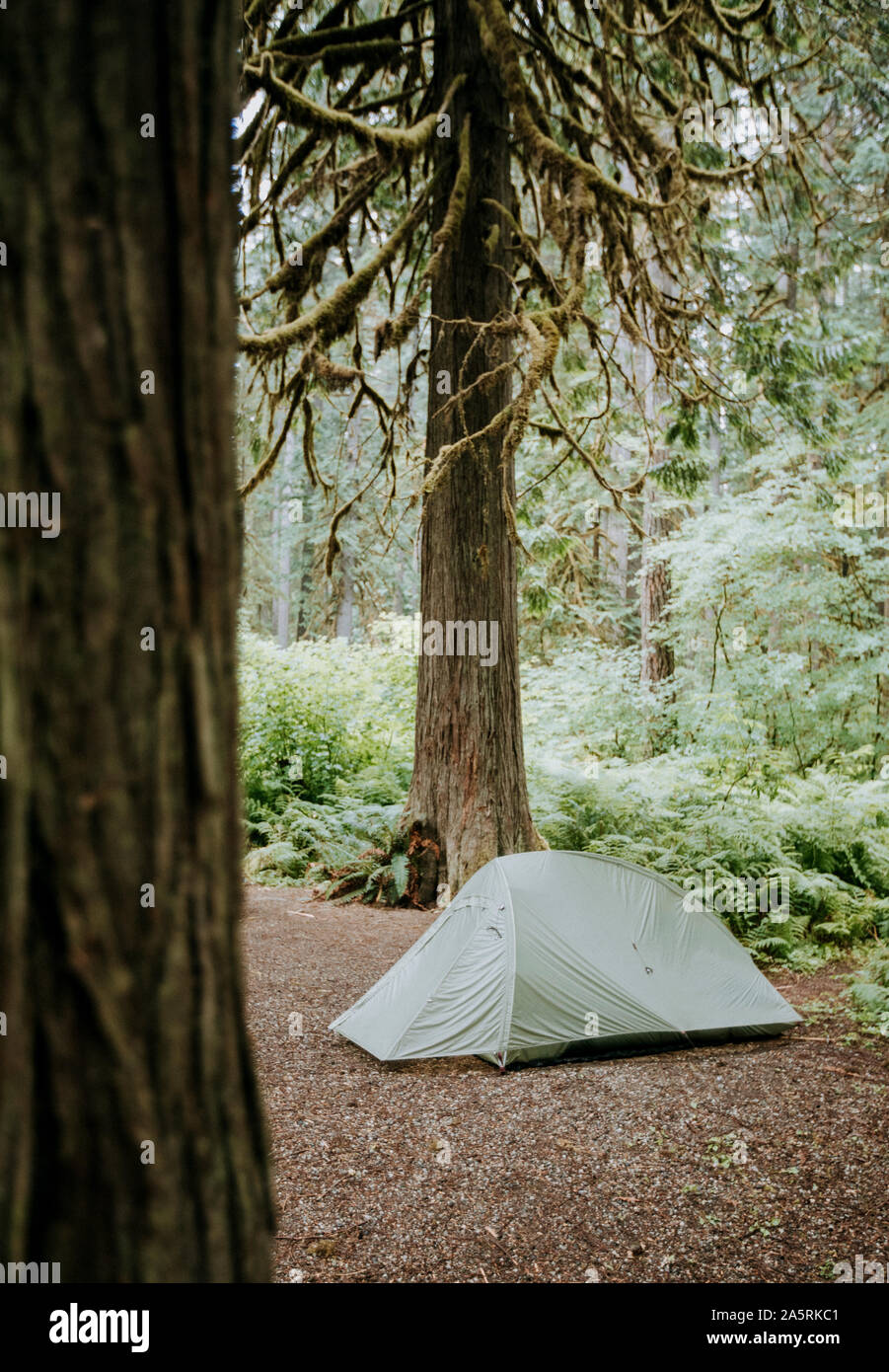 Grass under tent hi-res stock photography and images - Alamy