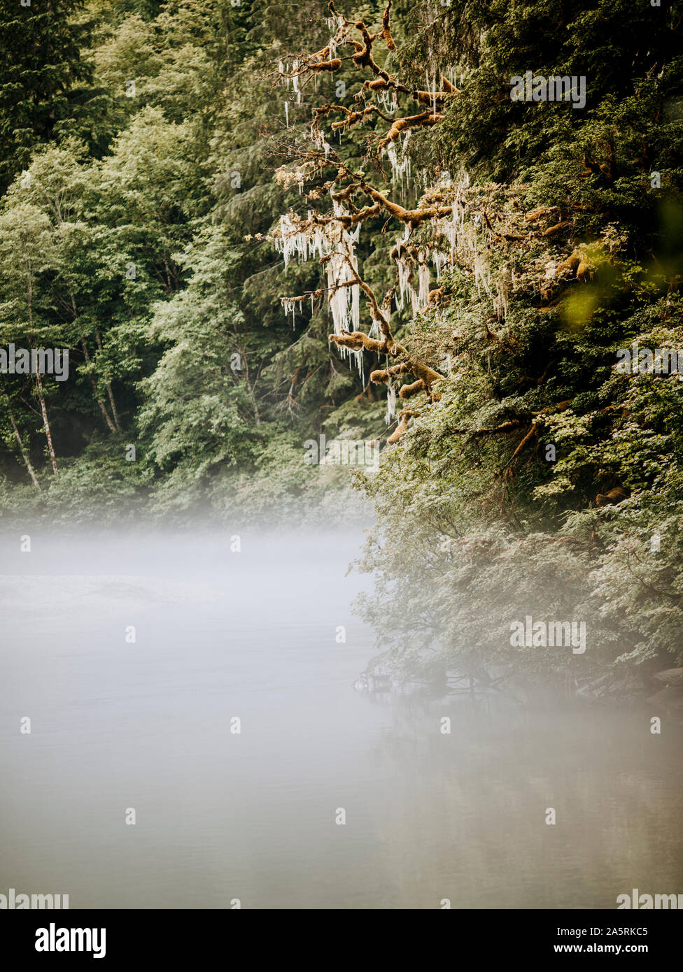 Trees overhanging a river hi-res stock photography and images - Alamy