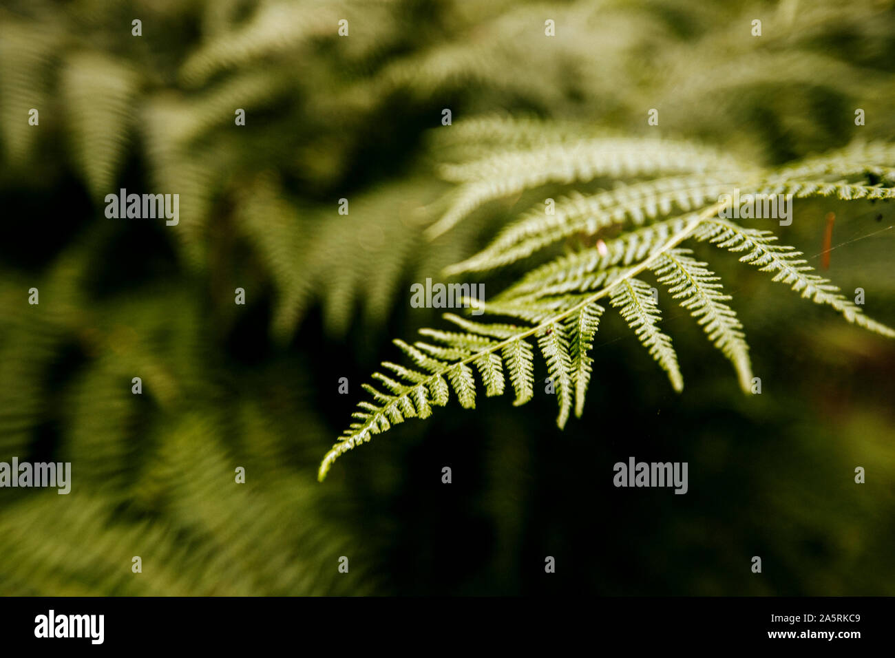 Closeup fern cascade mountains hi-res stock photography and images - Alamy