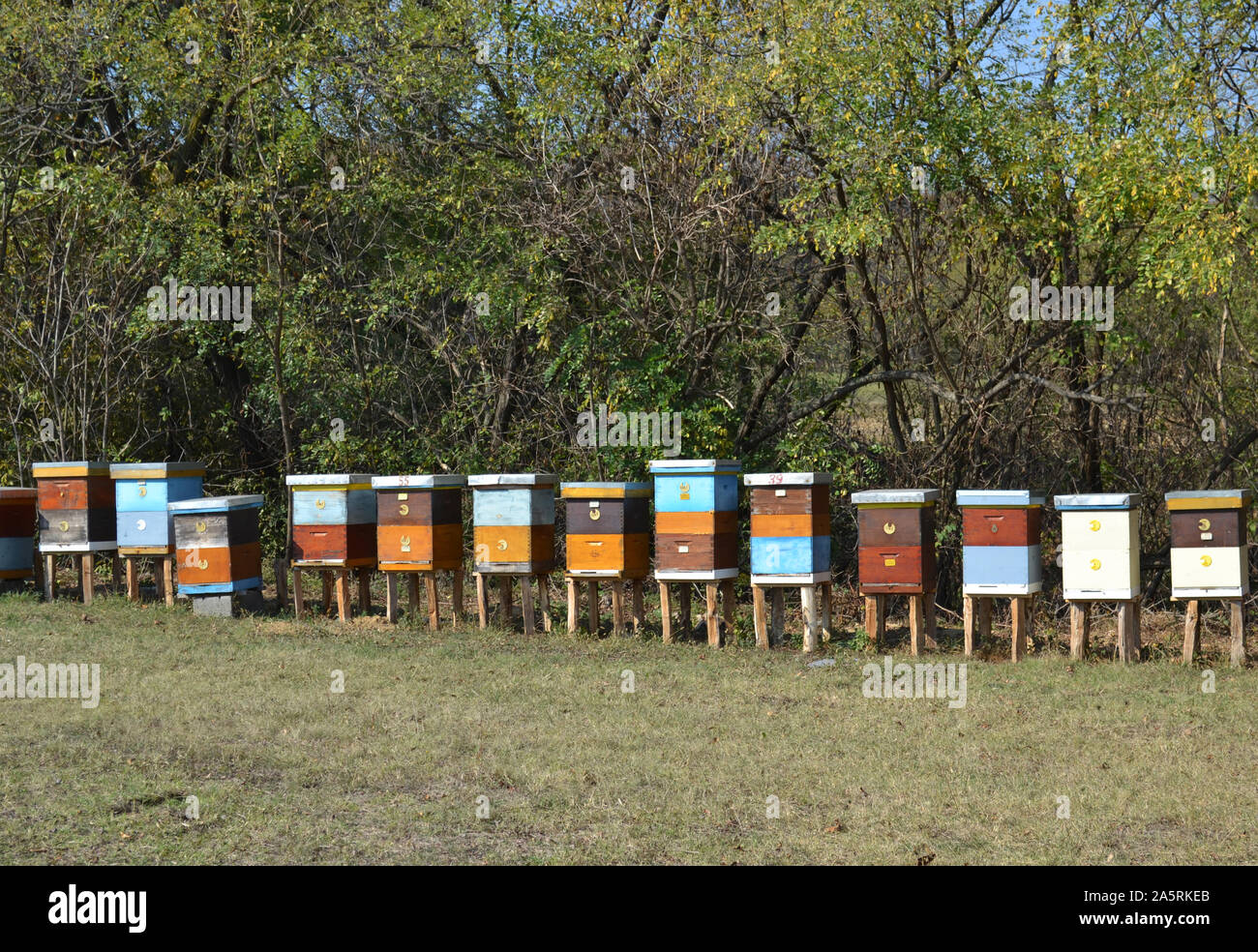 Vintage and colorful wooden beehives used by farmers Stock Photo - Alamy