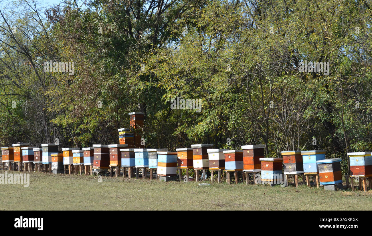 Vintage and colorful wooden beehives used by farmers Stock Photo - Alamy