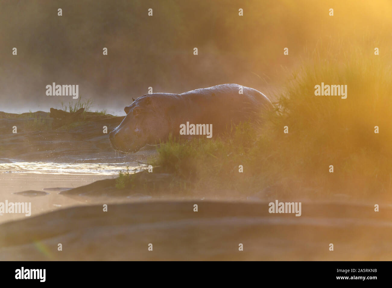 Olare orok hi-res stock photography and images - Alamy