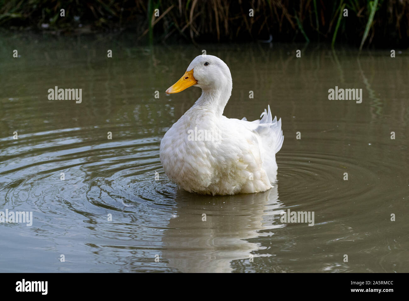 Large white heavy duck also known as america pekin hi-res stock ...