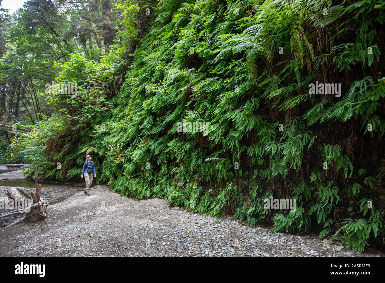 Hiker by a wall of five-finger ferns, Adiantum pedatum, in Fern Canyon ...