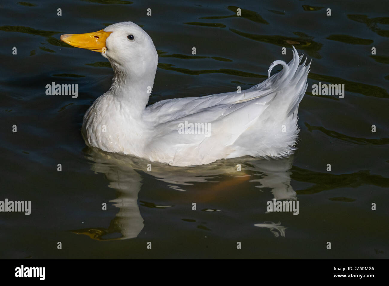 American pekin ducks hi-res stock photography and images - Alamy