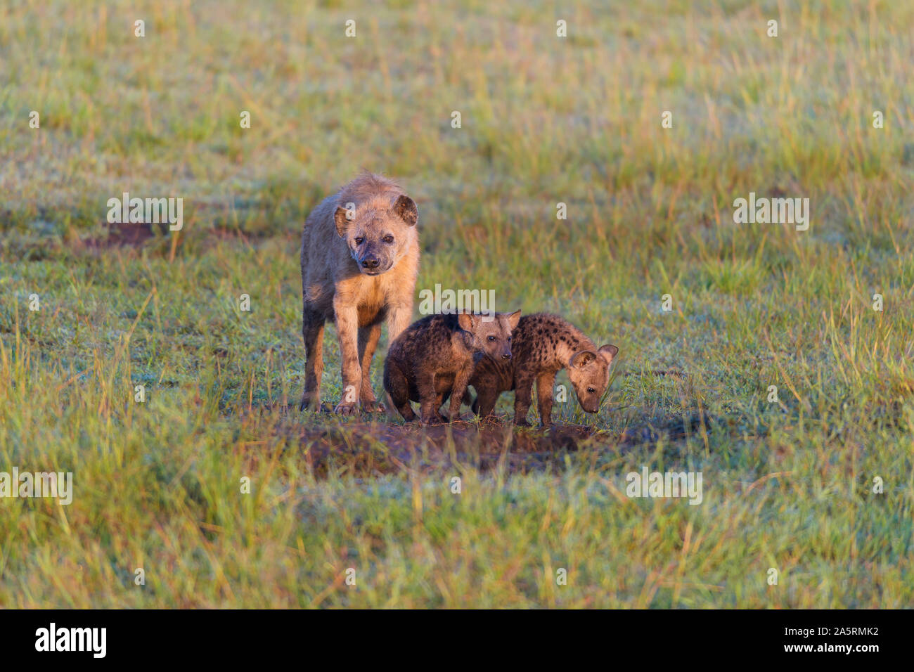 Spotted hyena, Crocuta crocuta, with two cubs, Masai Mara National ...