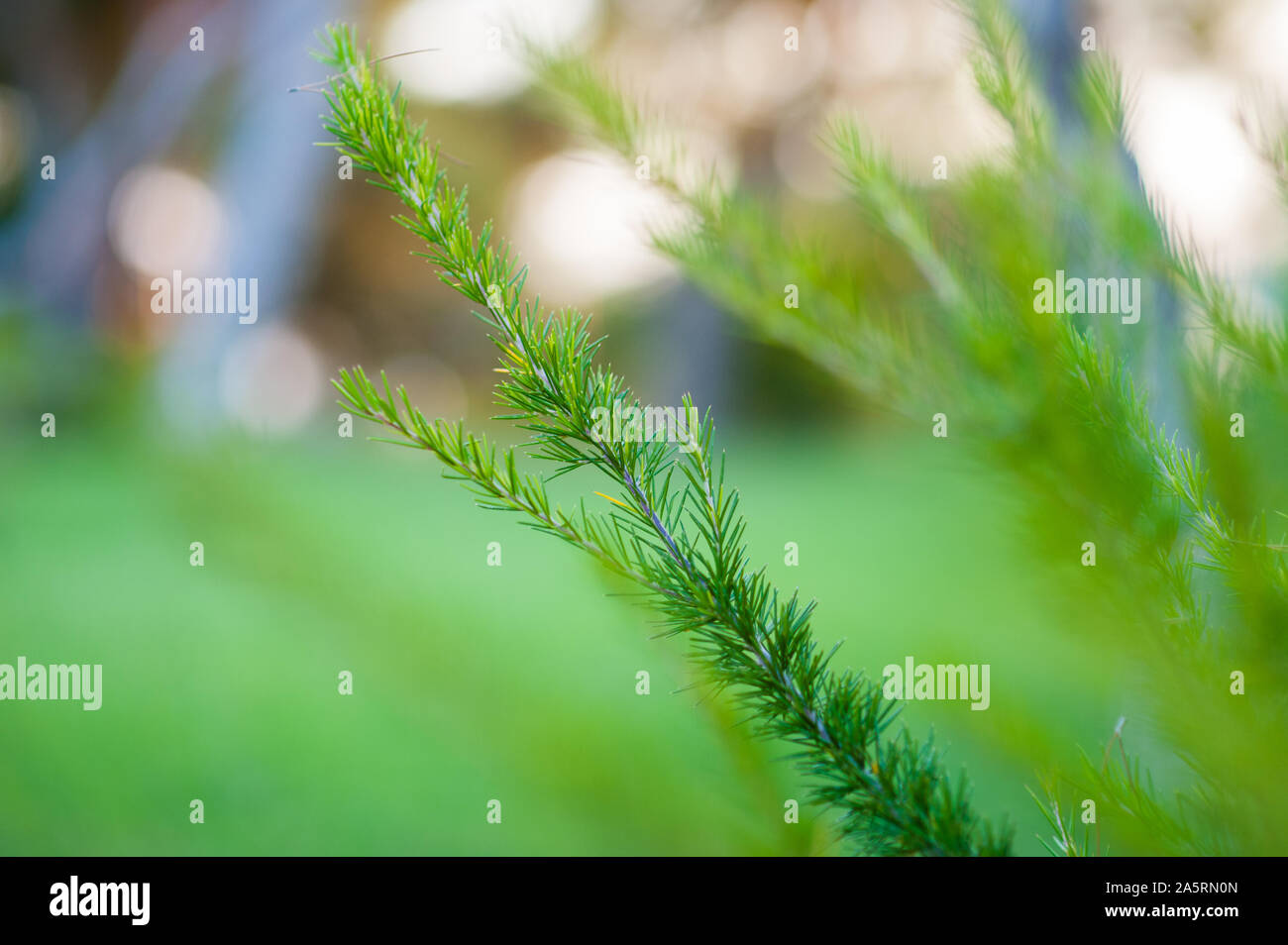 close up of the green flower in early spring Stock Photo - Alamy