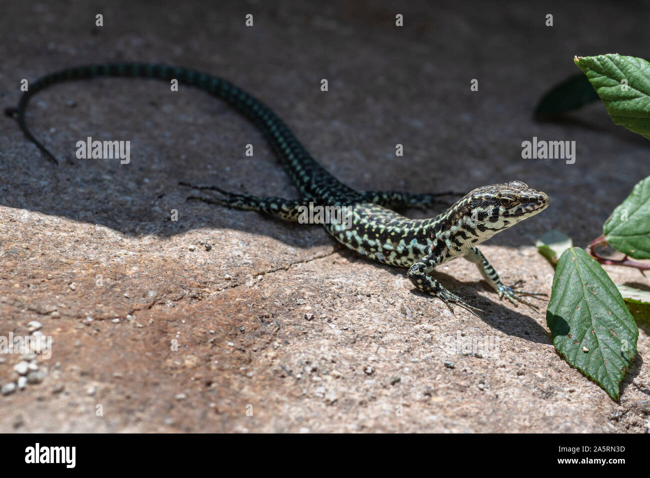 green lizard on a rock beside Travu river near Solenzara, Corsica ...