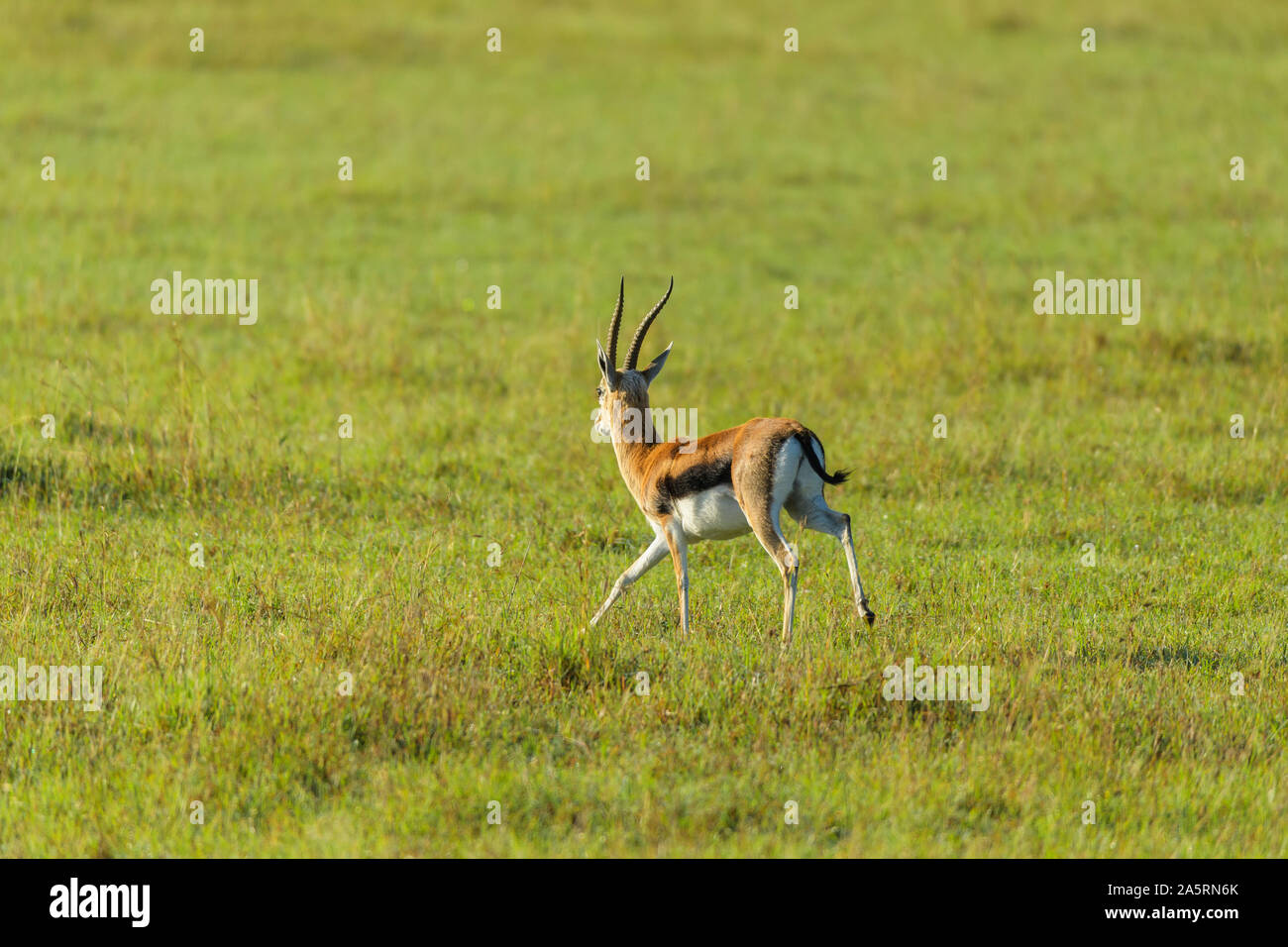 Thomsons Gazelle, Eudorcas thomsonii, male running, Masai Mara National ...