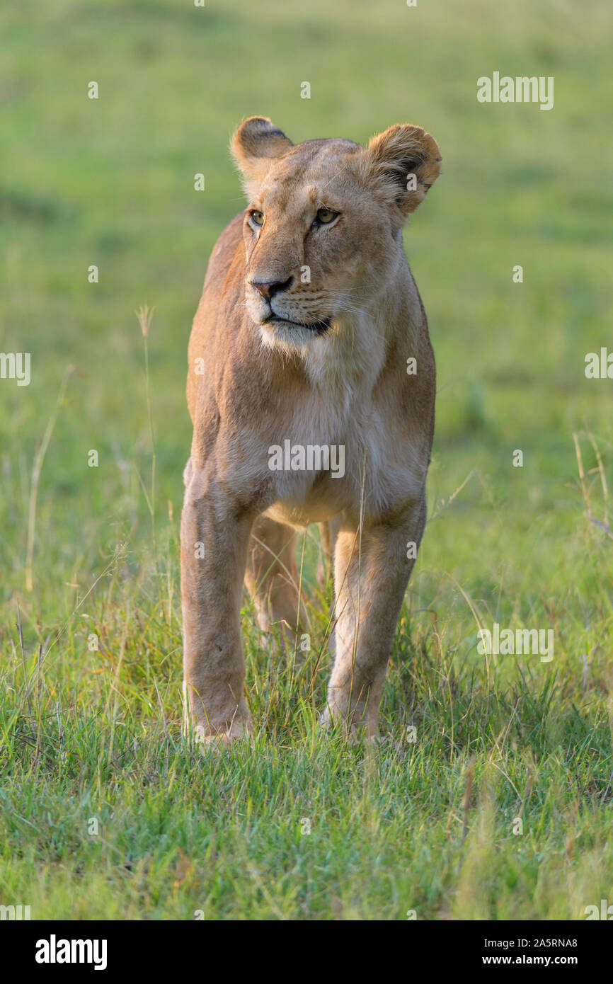 African lion, Panthera Leo, female, Masai Mara National Reserve, Kenya ...