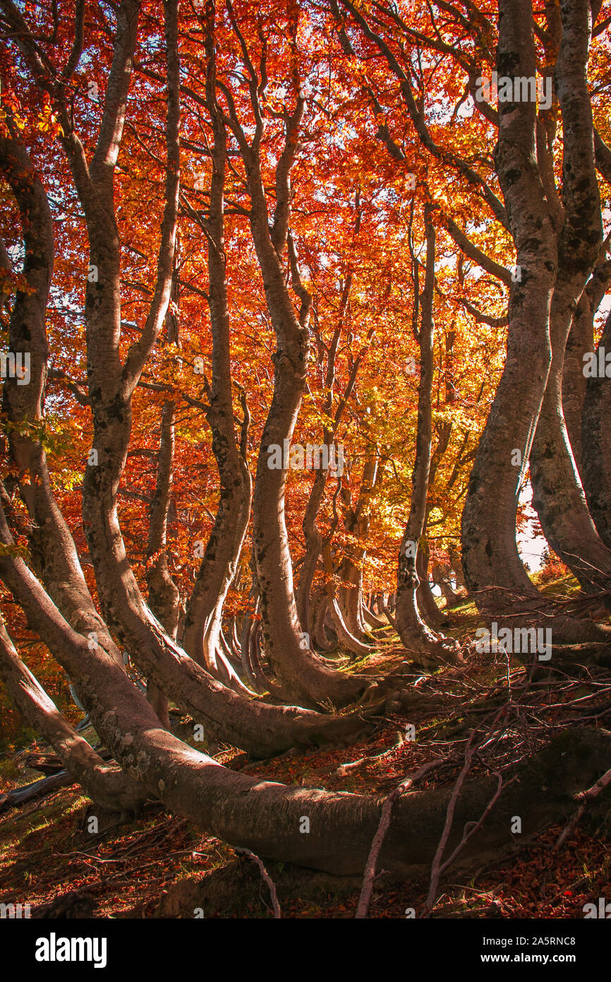 Red Beech Trees High Resolution Stock Photography and Images - Alamy