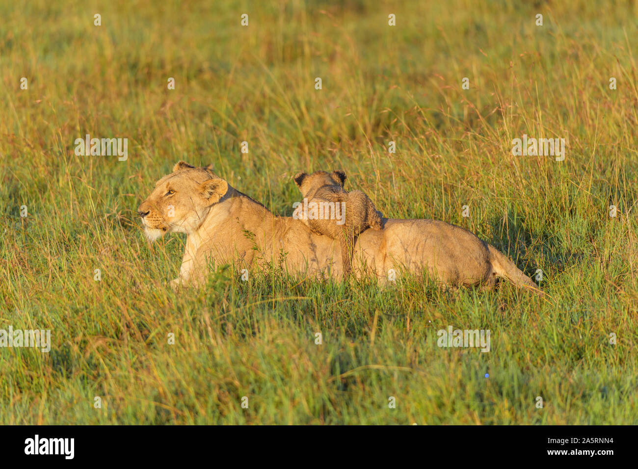 African lion, Panthera Leo, female with cub, Masai Mara National ...
