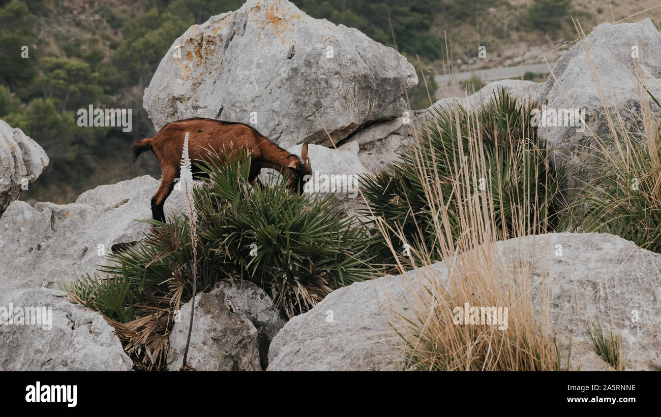 wild goat climbing high mountains in the middle of the natural Stock ...