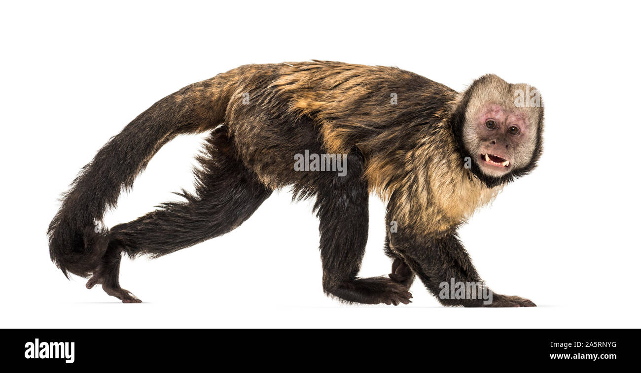 Golden-Bellied Capuchin, Sapajus xanthosternos, also known as the ...