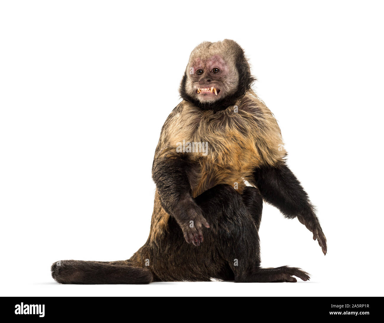 Golden-Bellied Capuchin, Sapajus xanthosternos, also known as the ...