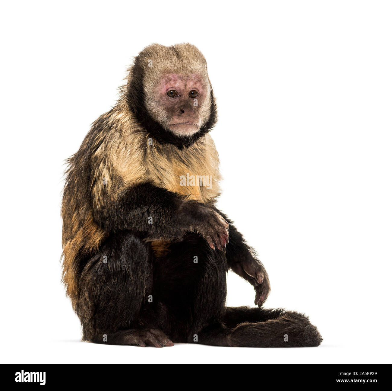 Golden-Bellied Capuchin, Sapajus xanthosternos, also known as the ...