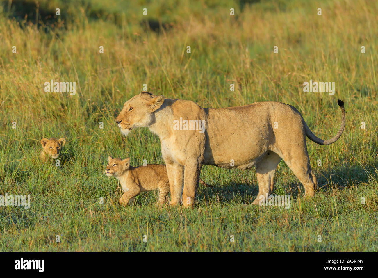 African lion, Panthera Leo, female with two cub, Masai Mara National ...