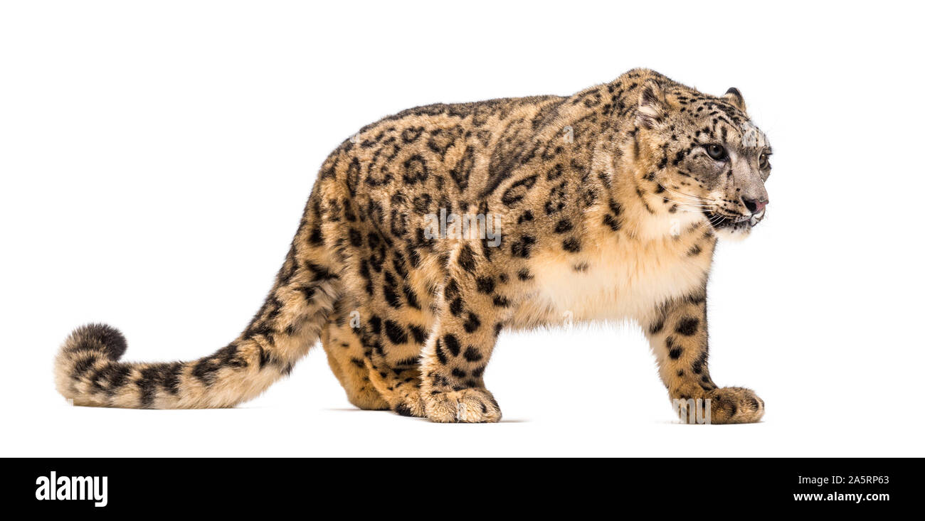 Snow leopard, Panthera uncia, also known as the ounce walking against ...