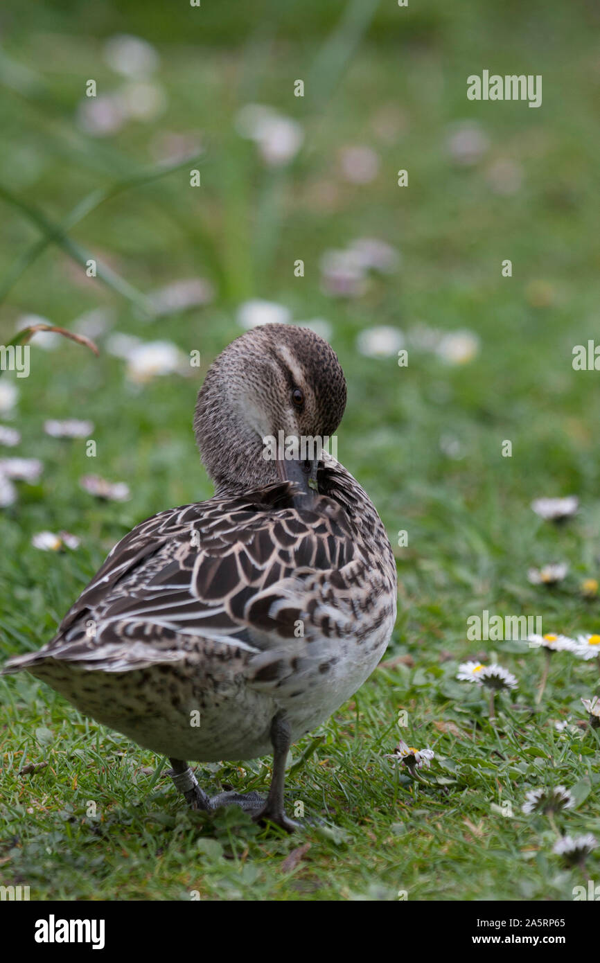Garganey Female Duck High Resolution Stock Photography and Images - Alamy