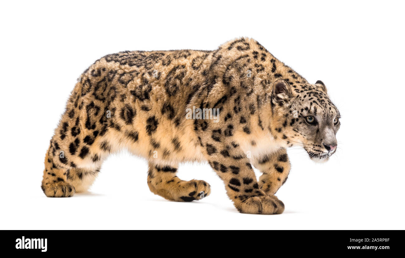 Snow leopard, Panthera uncia, also known as the ounce walking against ...