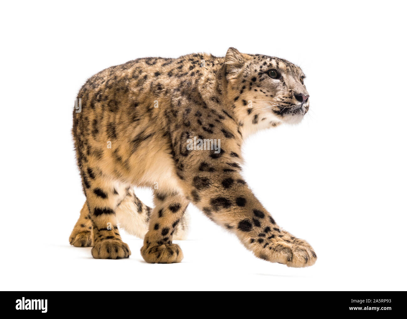 Snow leopard, Panthera uncia, also known as the ounce walking against ...