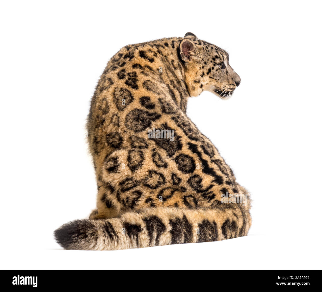 Snow leopard, Panthera uncia, also known as the ounce walking against ...