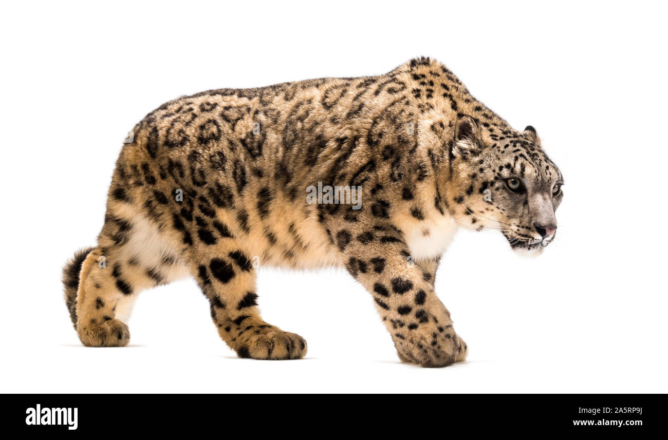 Snow leopard, Panthera uncia, also known as the ounce walking against ...