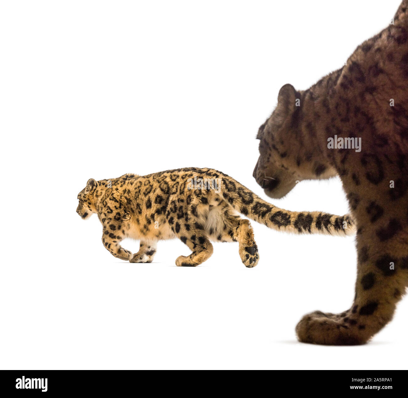 Snow leopard, Panthera uncia, also known as the ounce walking against ...