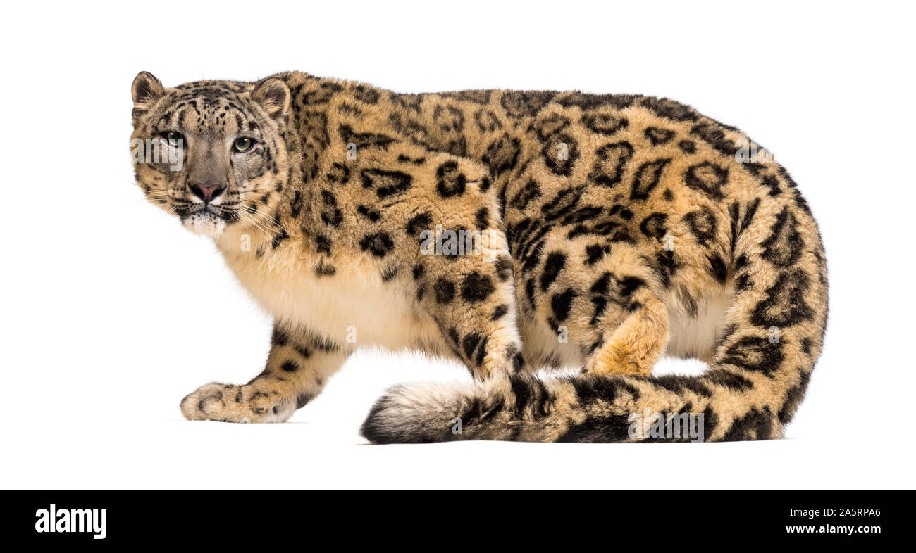 Snow leopard, Panthera uncia, also known as the ounce walking against ...