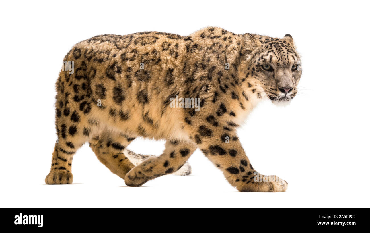 Snow leopard, Panthera uncia, also known as the ounce walking against ...