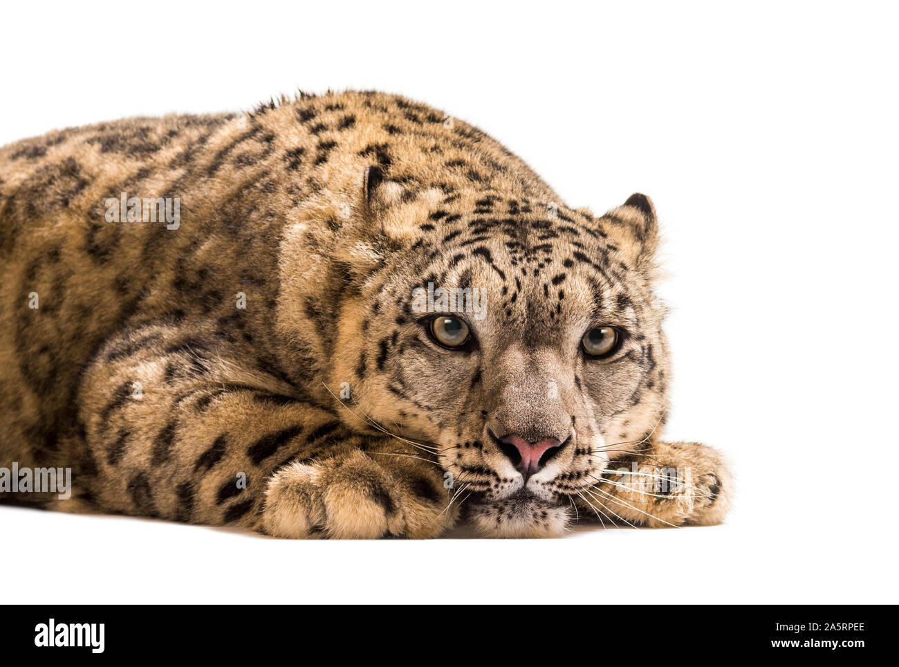 Snow leopard, Panthera uncia, also known as the ounce lying down ...