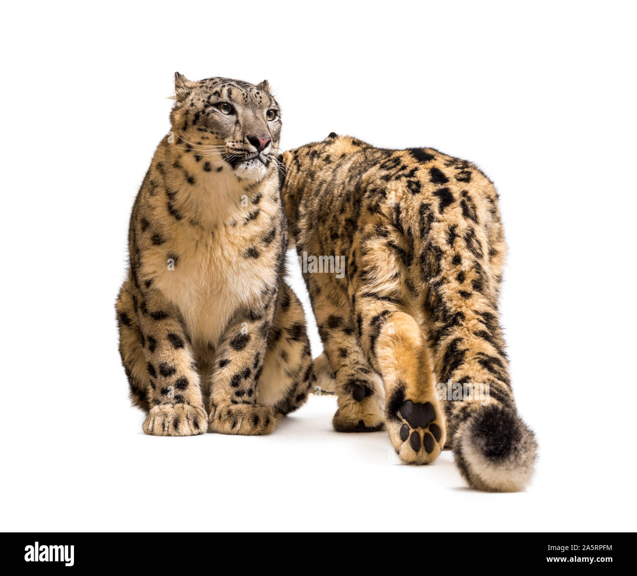 Snow leopard, Panthera uncia, also known as the ounce walking against ...